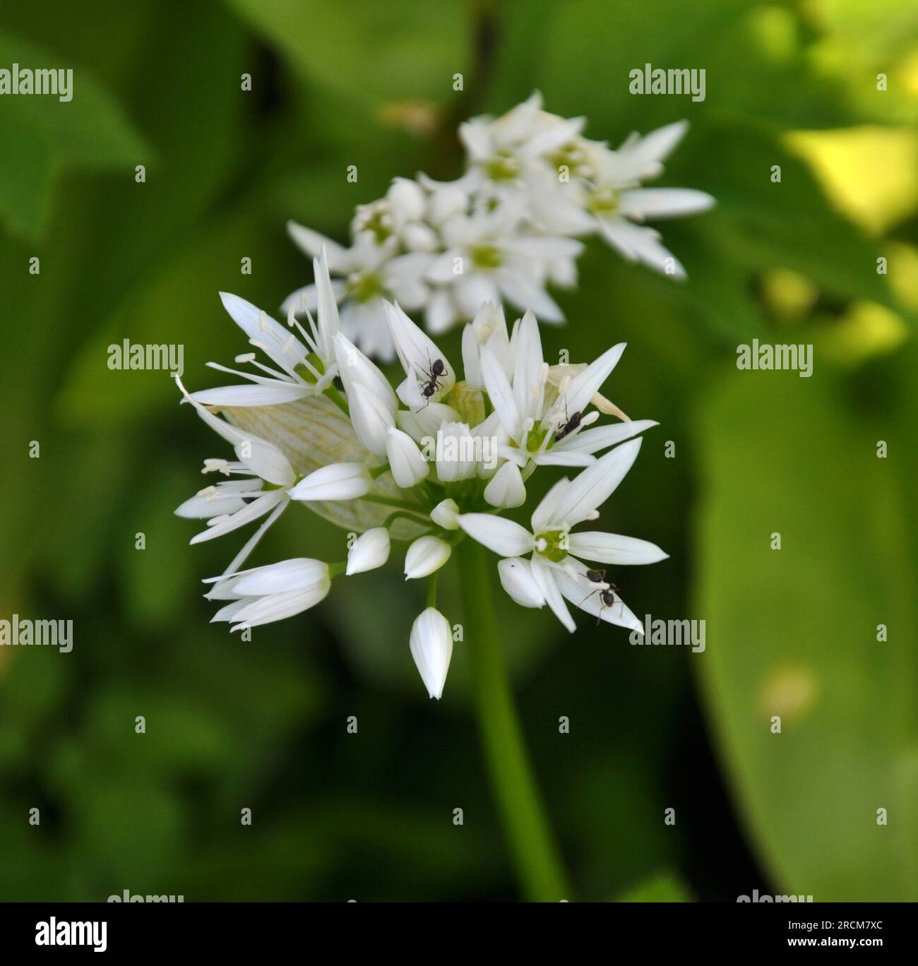 Allium ursinum grows in the forest, in the wild Stock Photo - Alamy