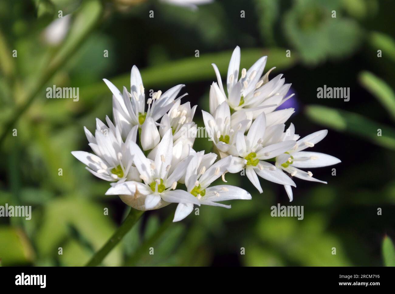 Allium ursinum grows in the forest, in the wild Stock Photo - Alamy