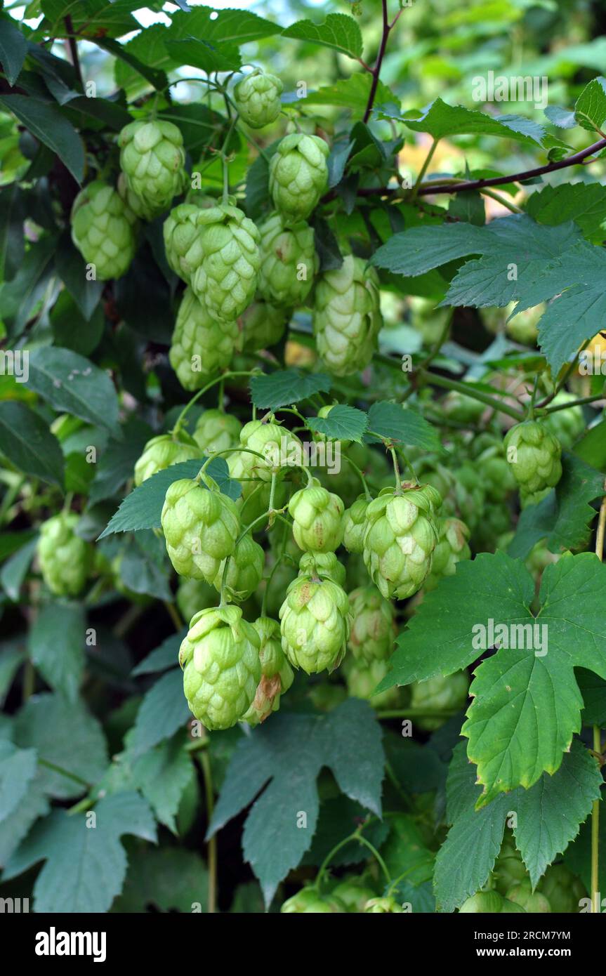 Hop cones grow on the stem of the plant Stock Photo - Alamy