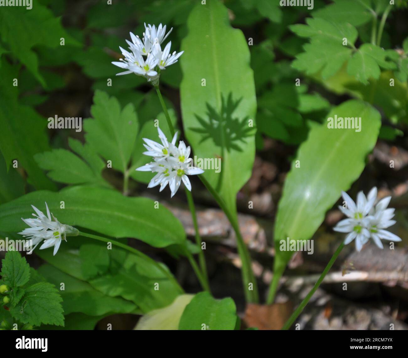 Allium ursinum grows in the forest, in the wild Stock Photo - Alamy