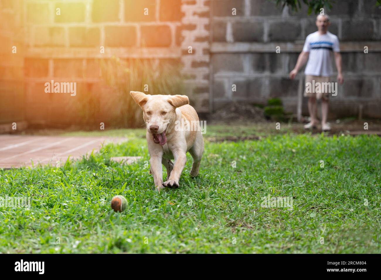 Labrador dog trying catch ball on green park background Stock Photo - Alamy
