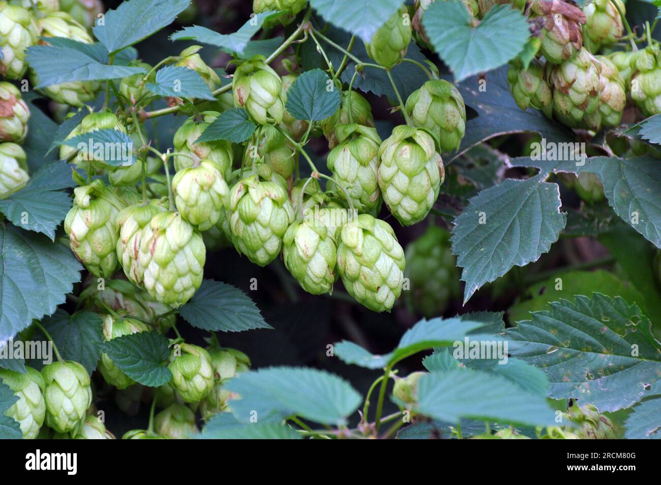 Hop cones grow on the stem of the plant Stock Photo - Alamy