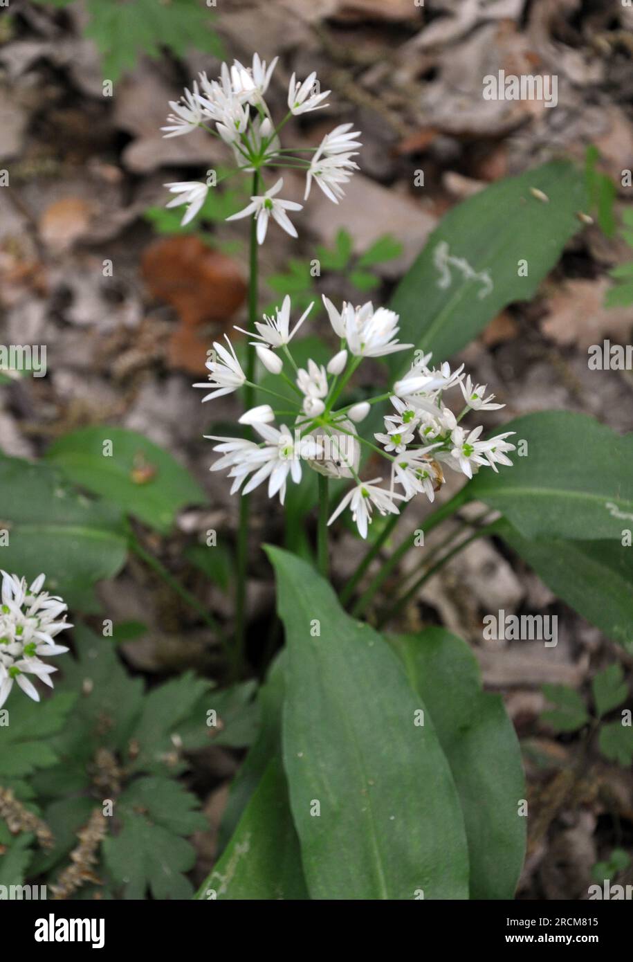 Allium ursinum grows in the forest, in the wild Stock Photo - Alamy
