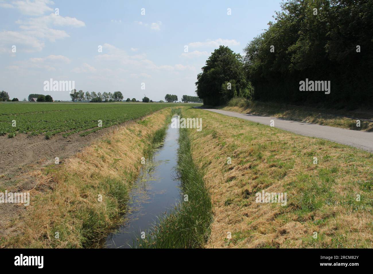 a ditch with water and salt marsh rushes next to the fields in the ...