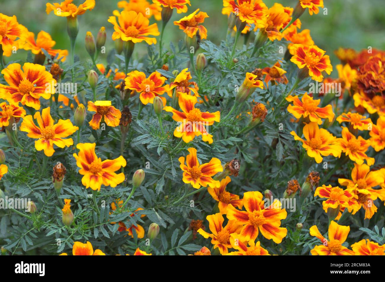 On the flowerbed bushes bloom marigold (tagetes) - annual plant from ...