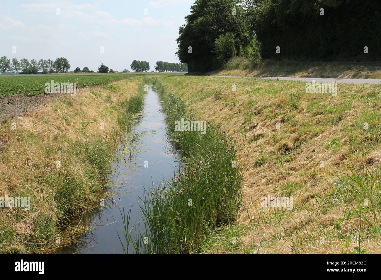 Rush marsh hi-res stock photography and images - Alamy
