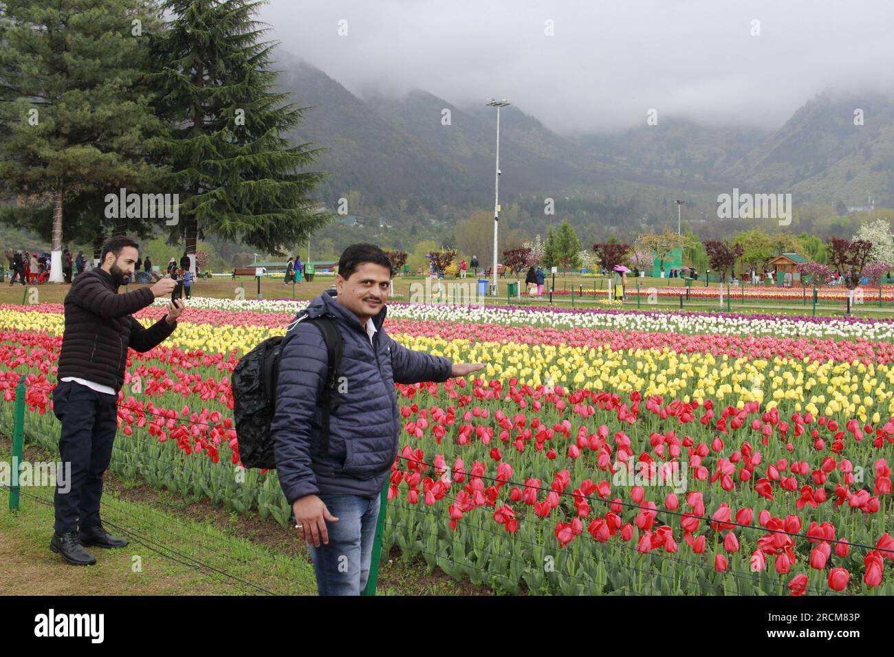 Tulip flower and Tulip festival in Kashmir. Beautiful wall mounting ...