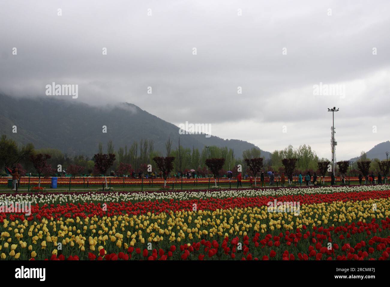 Tulip flower and Tulip festival in Kashmir. Beautiful wall mounting ...