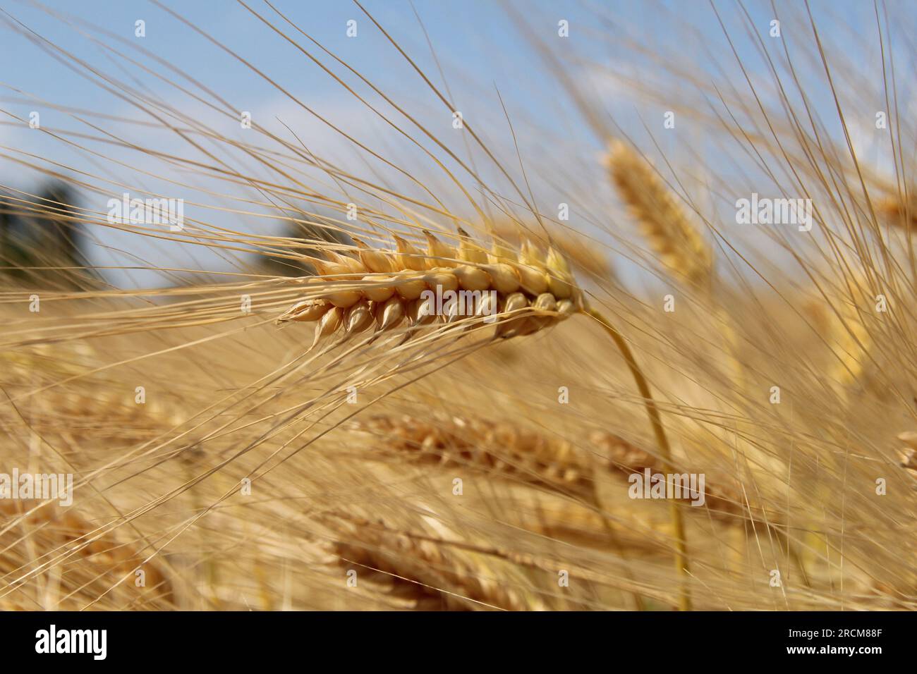 a curved ear of grain closeup in a field with a soft blue and yellow ...