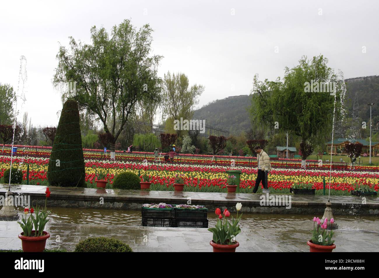 Tulip flower and Tulip festival in Kashmir. Beautiful wall mounting ...