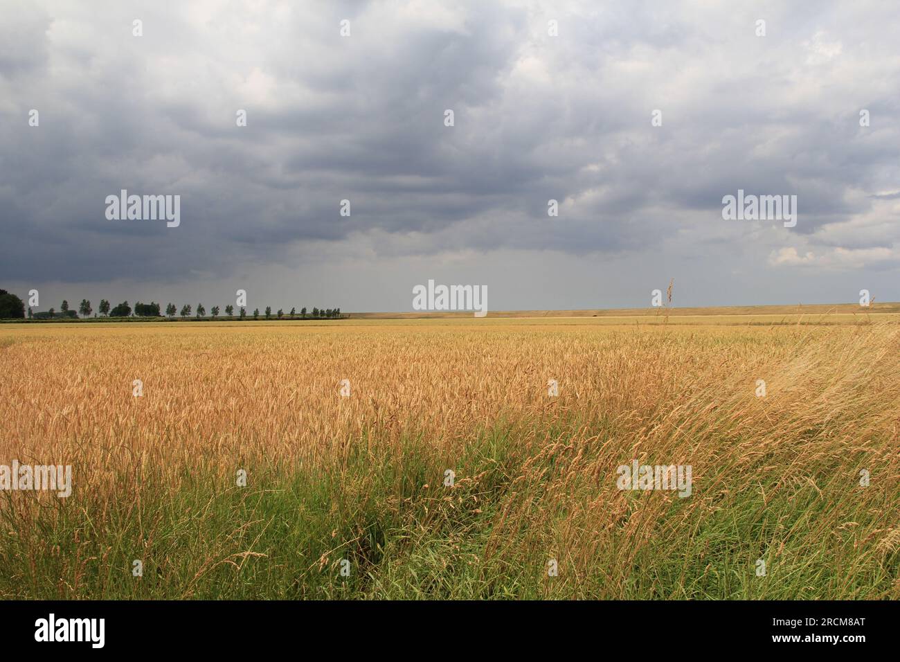 a large wheat field in the dutch countryside in summer and a dark sky ...