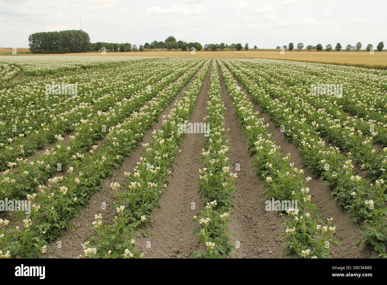 a beautiful potato field in the dutch countryside in zeeland in summer ...