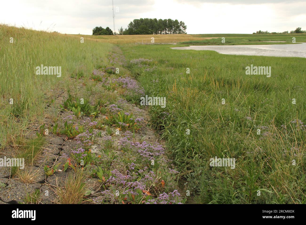 the dutch coast in zeeland of the westerschelde sea with purple sea ...