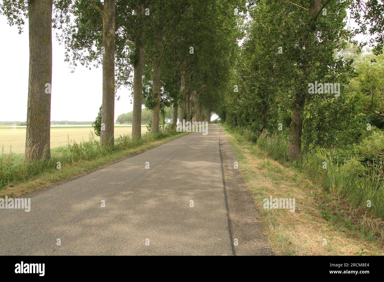 Avenue trees in netherlands hi-res stock photography and images - Alamy