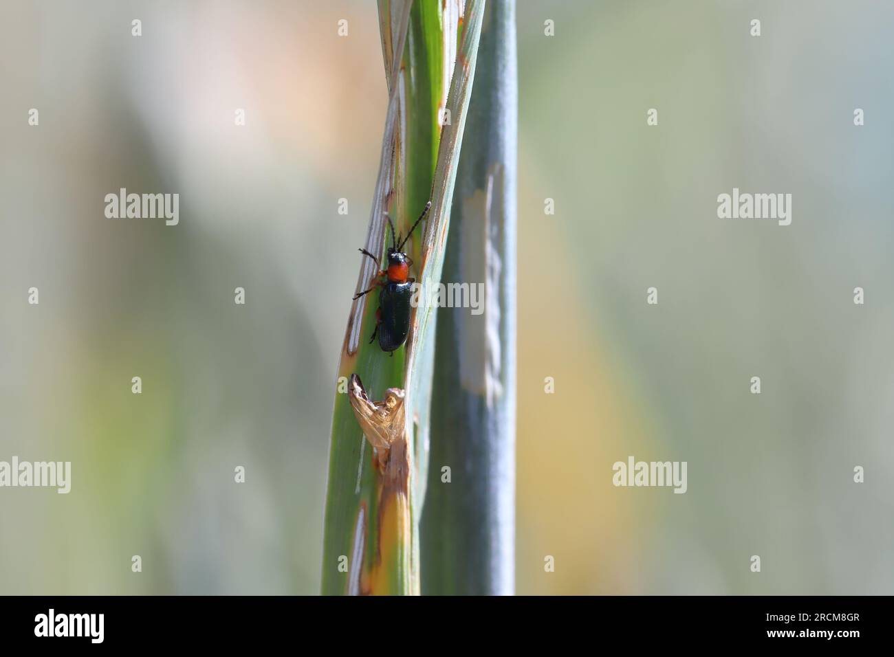 Cereal leaf beetle (Oulema melanopus duftschmidi) on the cereal leaf ...