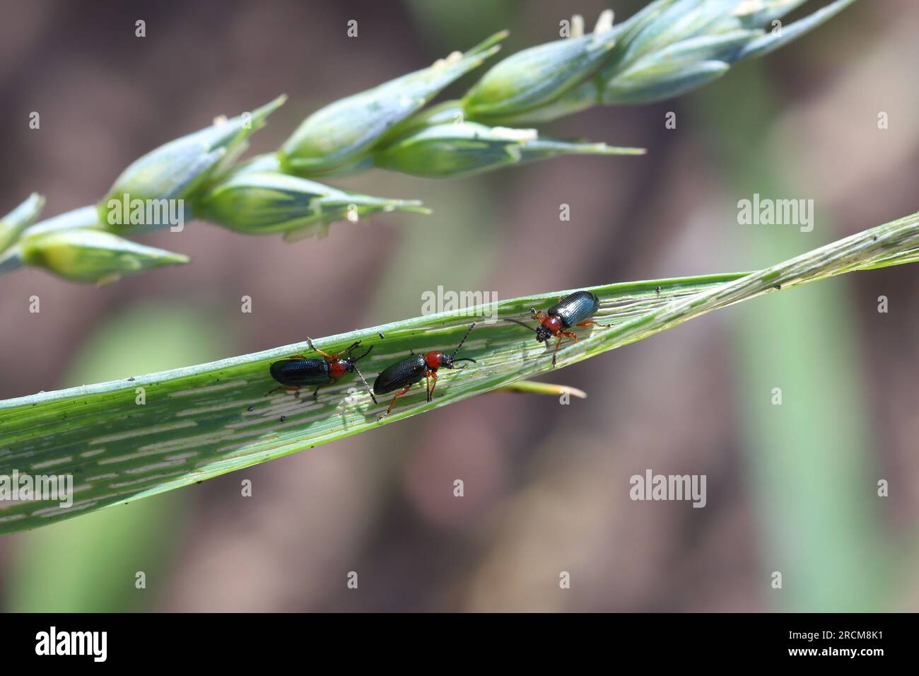Cereal leaf beetle (Oulema melanopus duftschmidi). A common pest of ...