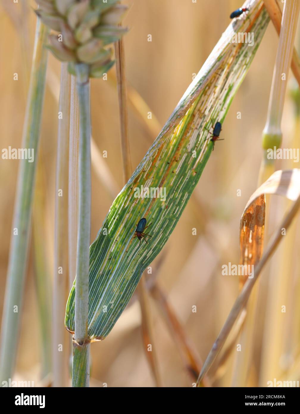 Cereal leaf beetle hi-res stock photography and images - Alamy