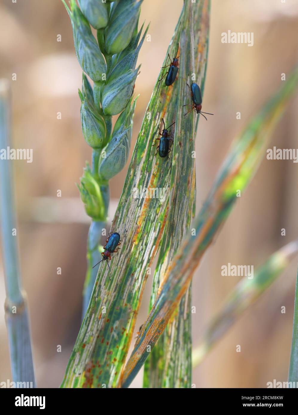 Cereal Leaf Beetle (Oulema melanopus) on a damaged, eaten wheat leaf ...