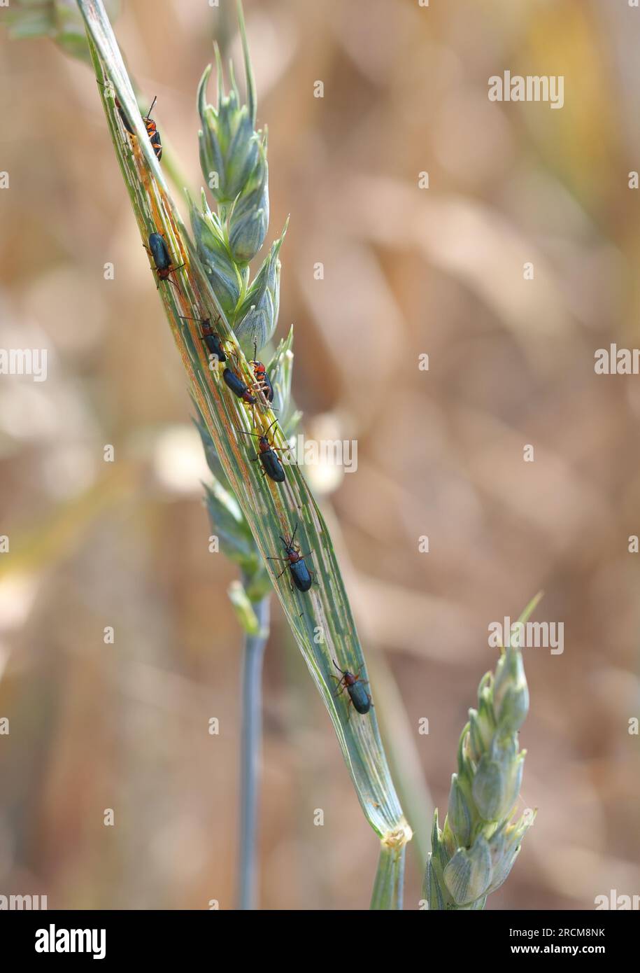 Cereal leaf beetle (Oulema melanopus duftschmidi). A common pest of ...