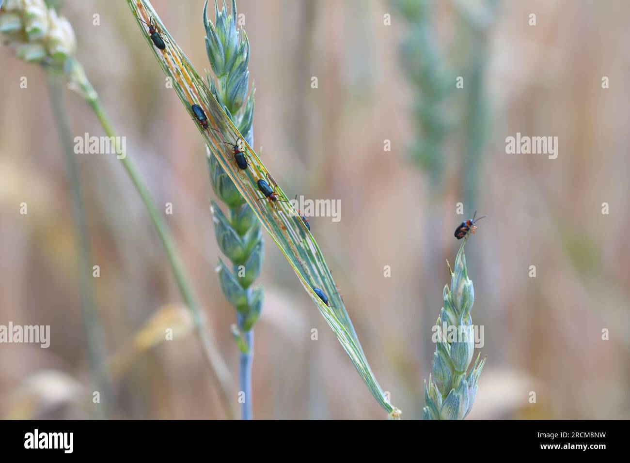 Cereal Leaf Beetle (Oulema melanopus) on a damaged, eaten wheat leaf ...