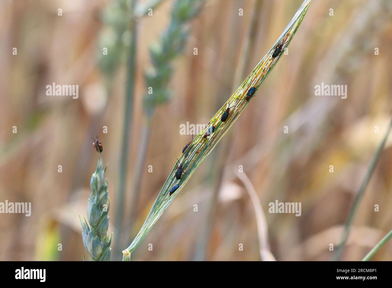 Cereal leaf beetle (Oulema melanopus duftschmidi) on the cereal leaf ...