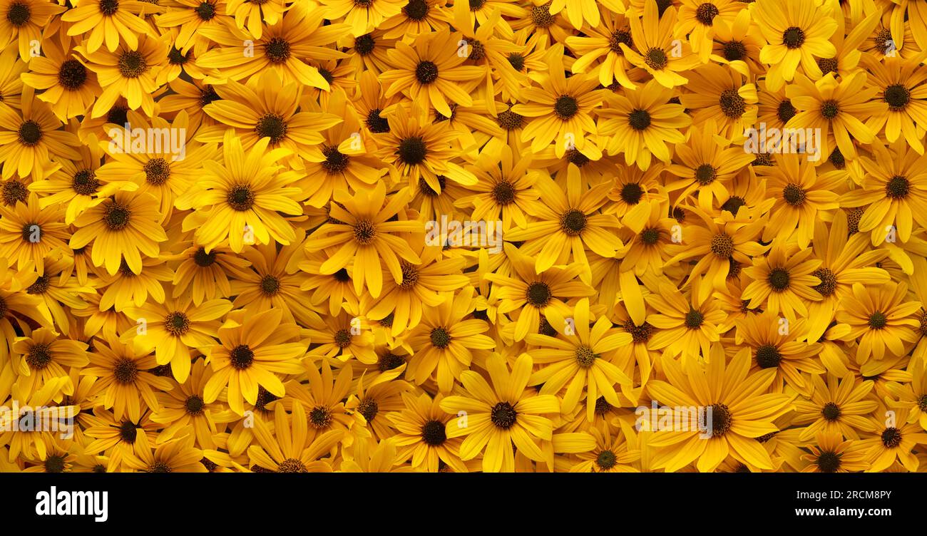 Yellow flowers background hi-res stock photography and images - Alamy