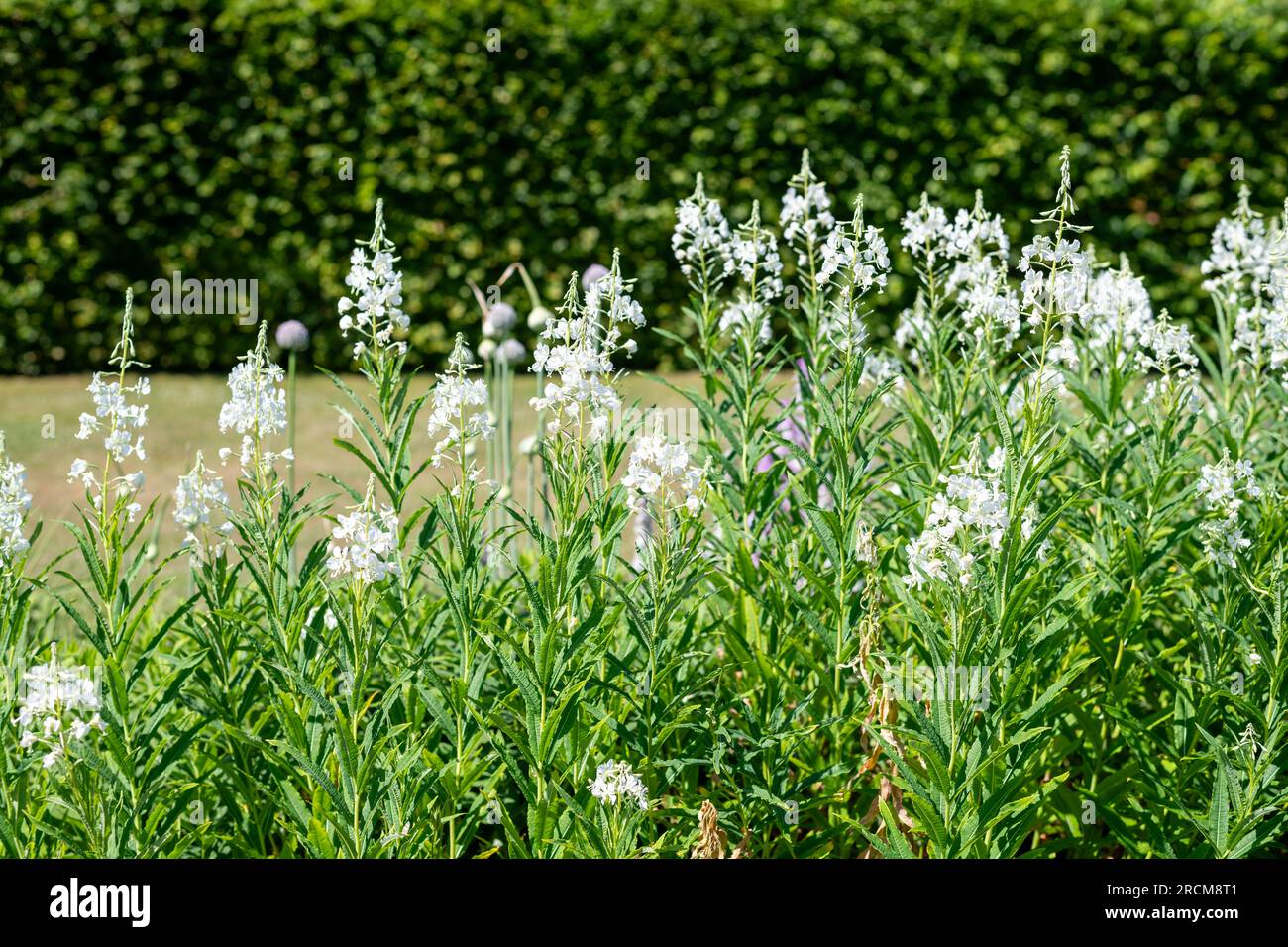 Saint anthonys garden hi-res stock photography and images - Alamy