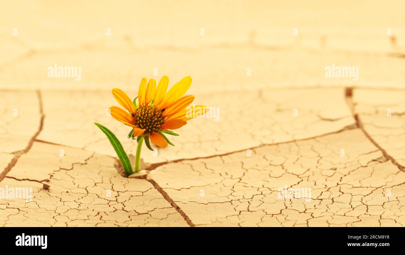 Dry cracked desert soil with single flower sprouting up from the desert ...