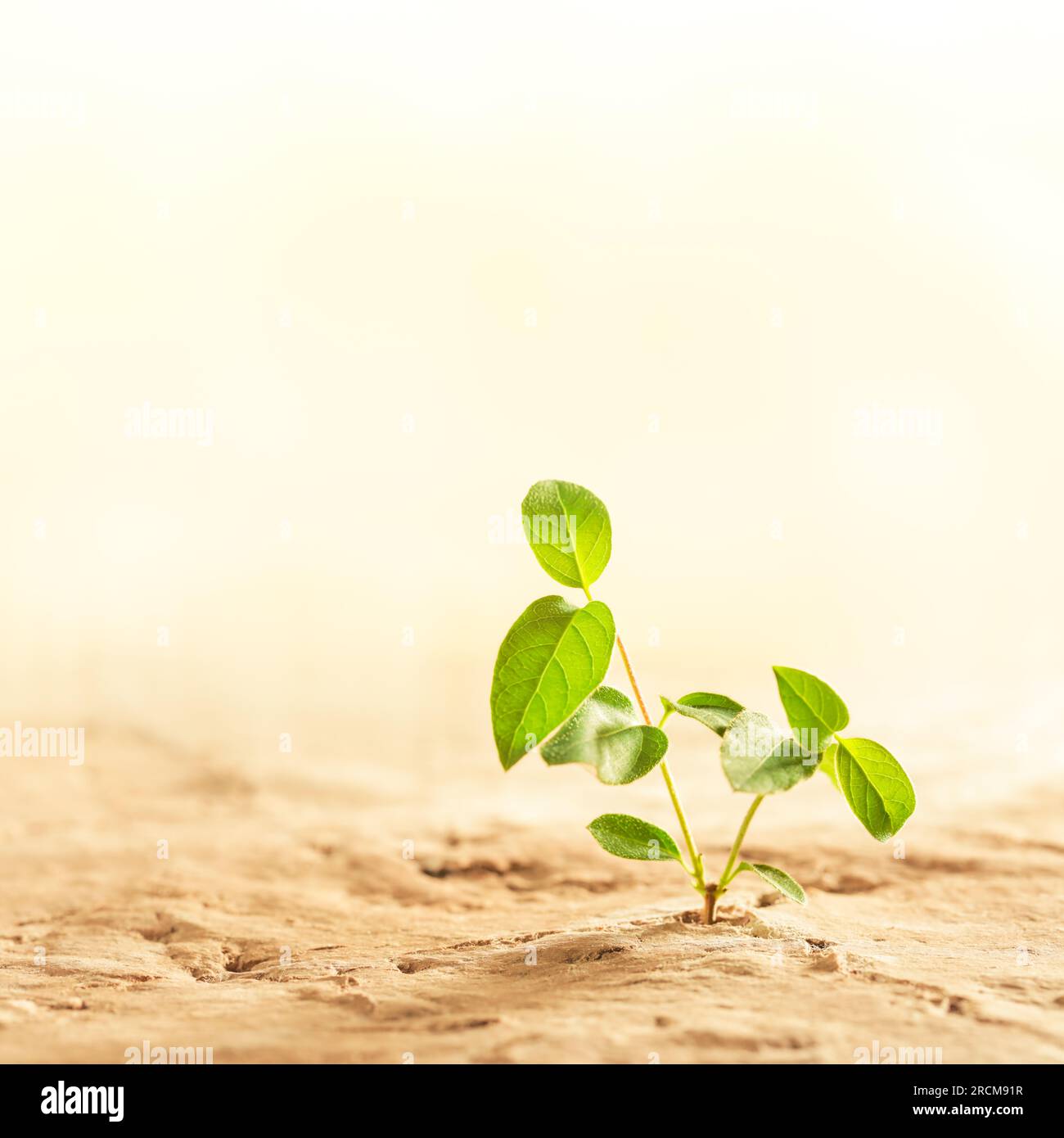 Dry desert soil with green plant seedling sprouting up from the desert ...