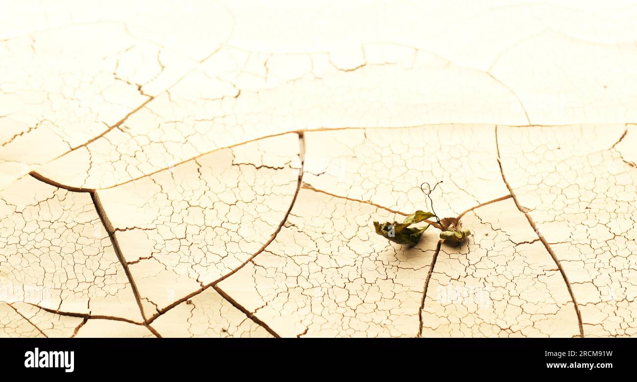 Plant wilting and dying in dry cracked desert soil. Concept displaying ...