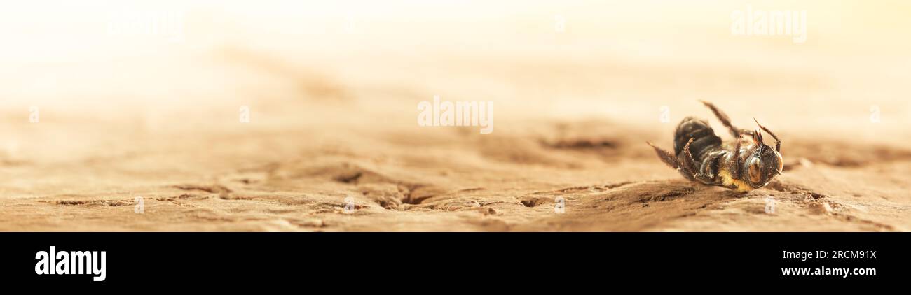 Dry desert soil with a single dead bee. Concept displaying the dangers ...