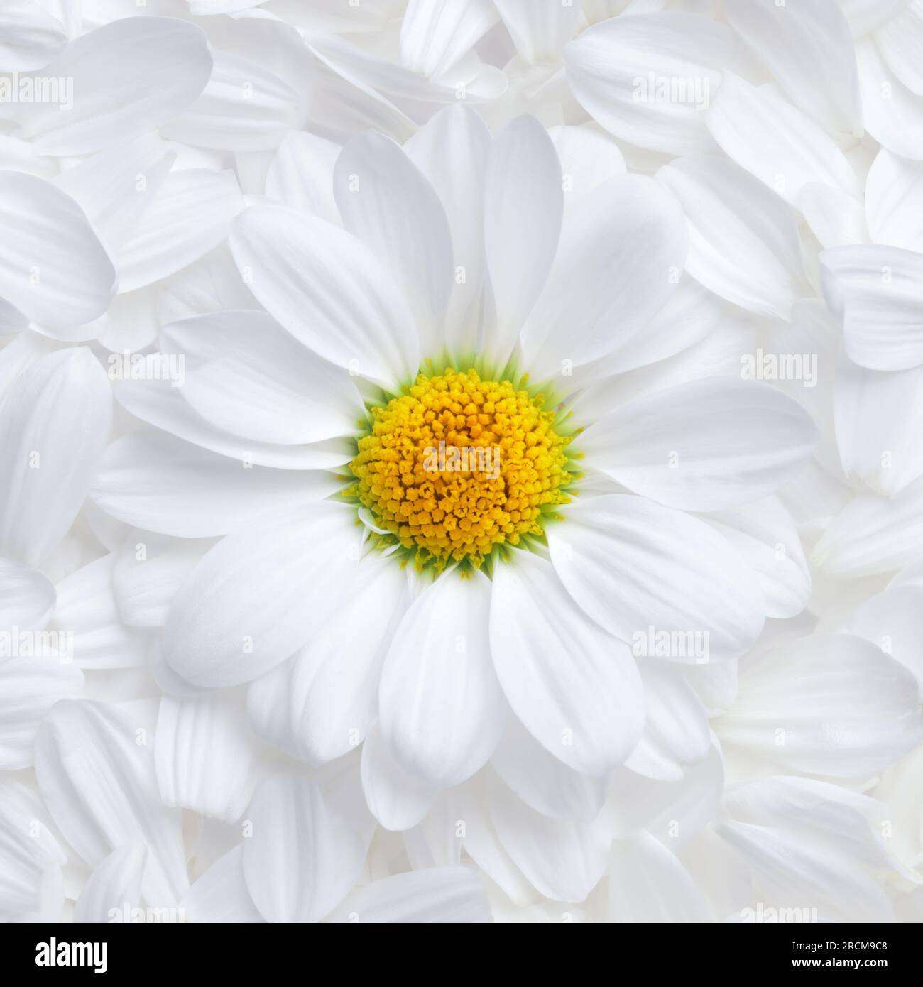 Simple background of soft white flower petals with a single perfect ...