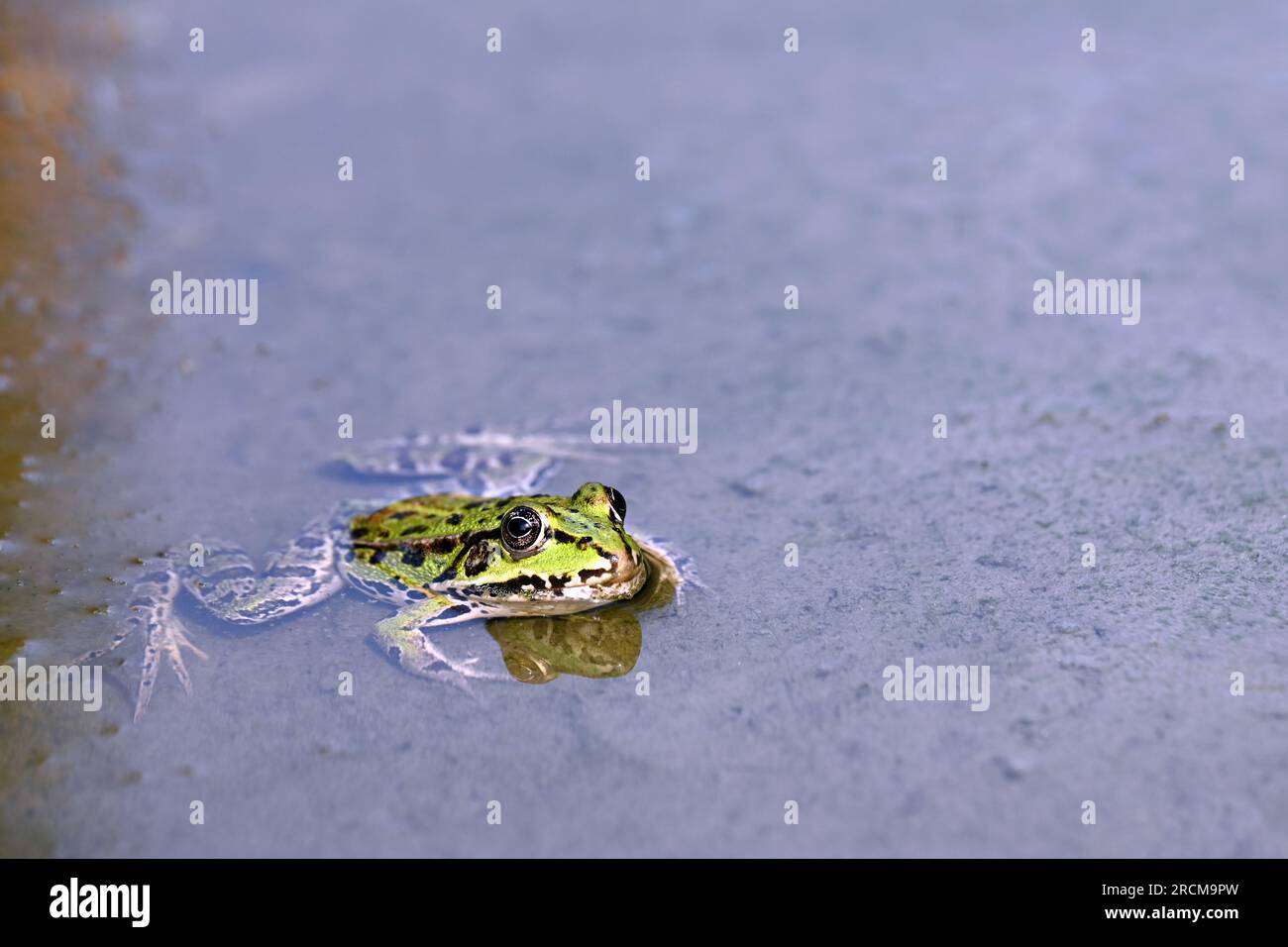Green frog resting in a puddle near Danube river Stock Photo - Alamy