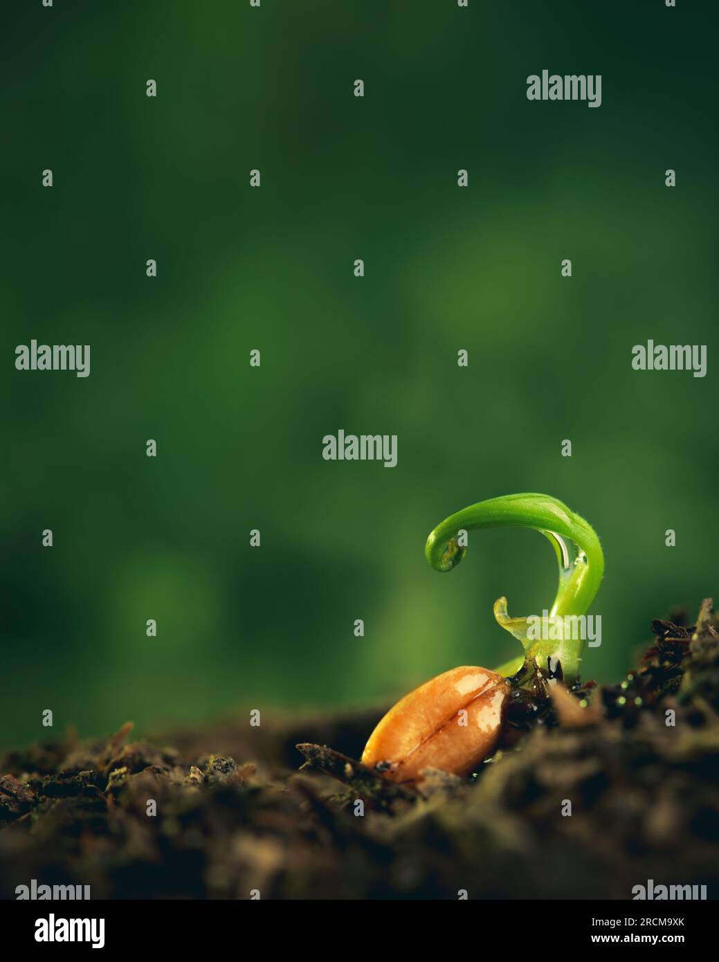 Fragile new life of a tiny little plant seedling sprouting in dark soil ...