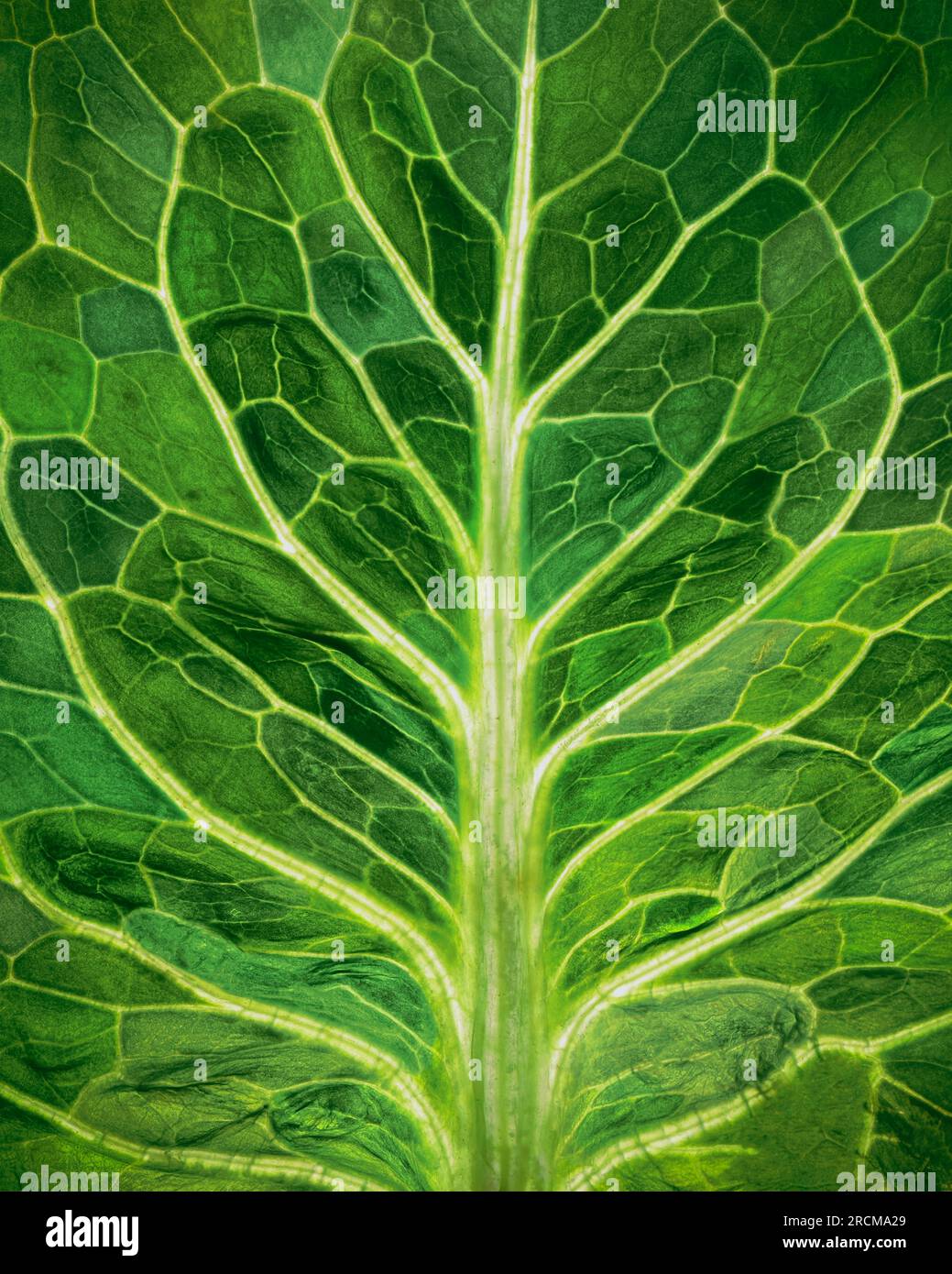 Backlit close up of the surface of a green leaf texture showing ...