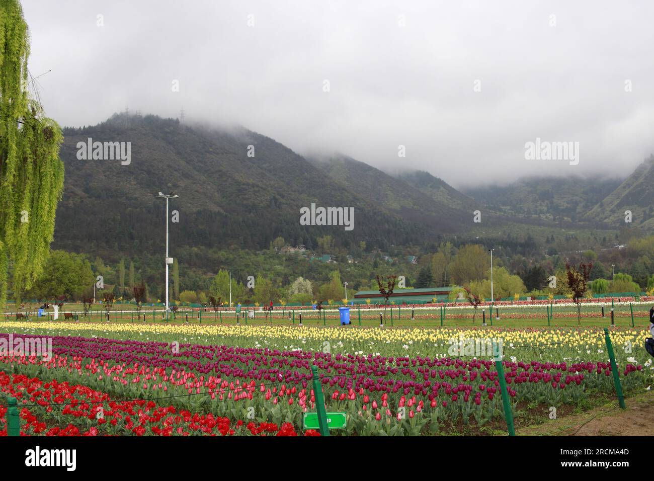 Tulip flower and Tulip festival in Kashmir. Beautiful wall mounting ...