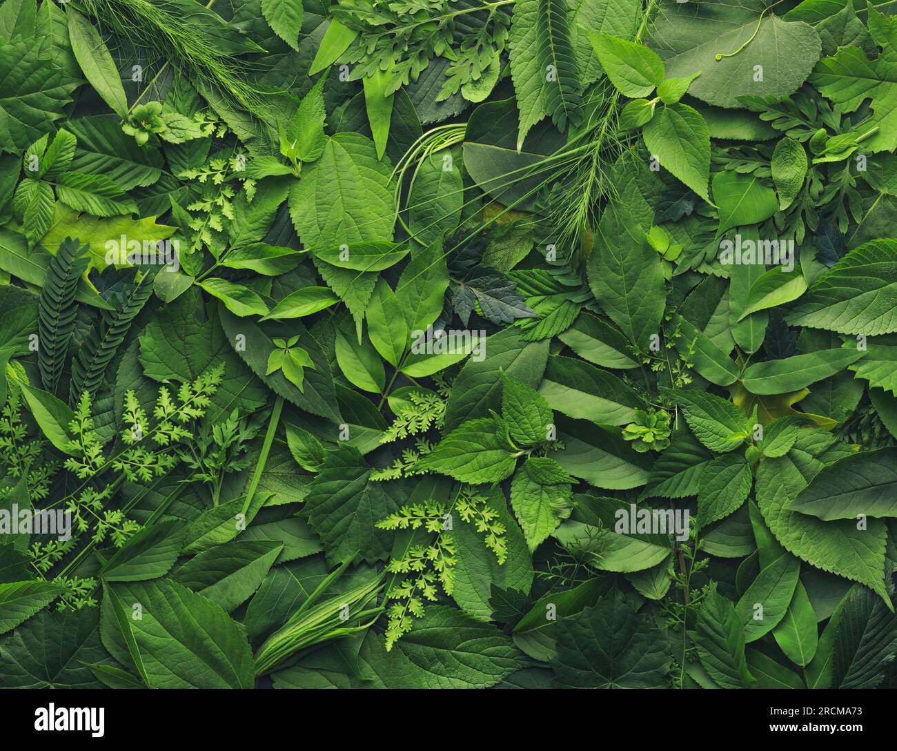 Diverse ecosystem hi-res stock photography and images - Alamy