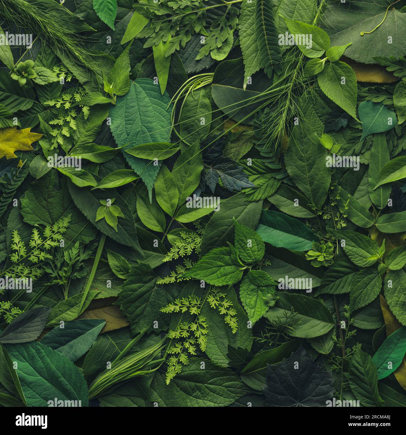 Foliage background with a variety of vibrant plant leaves showing a ...