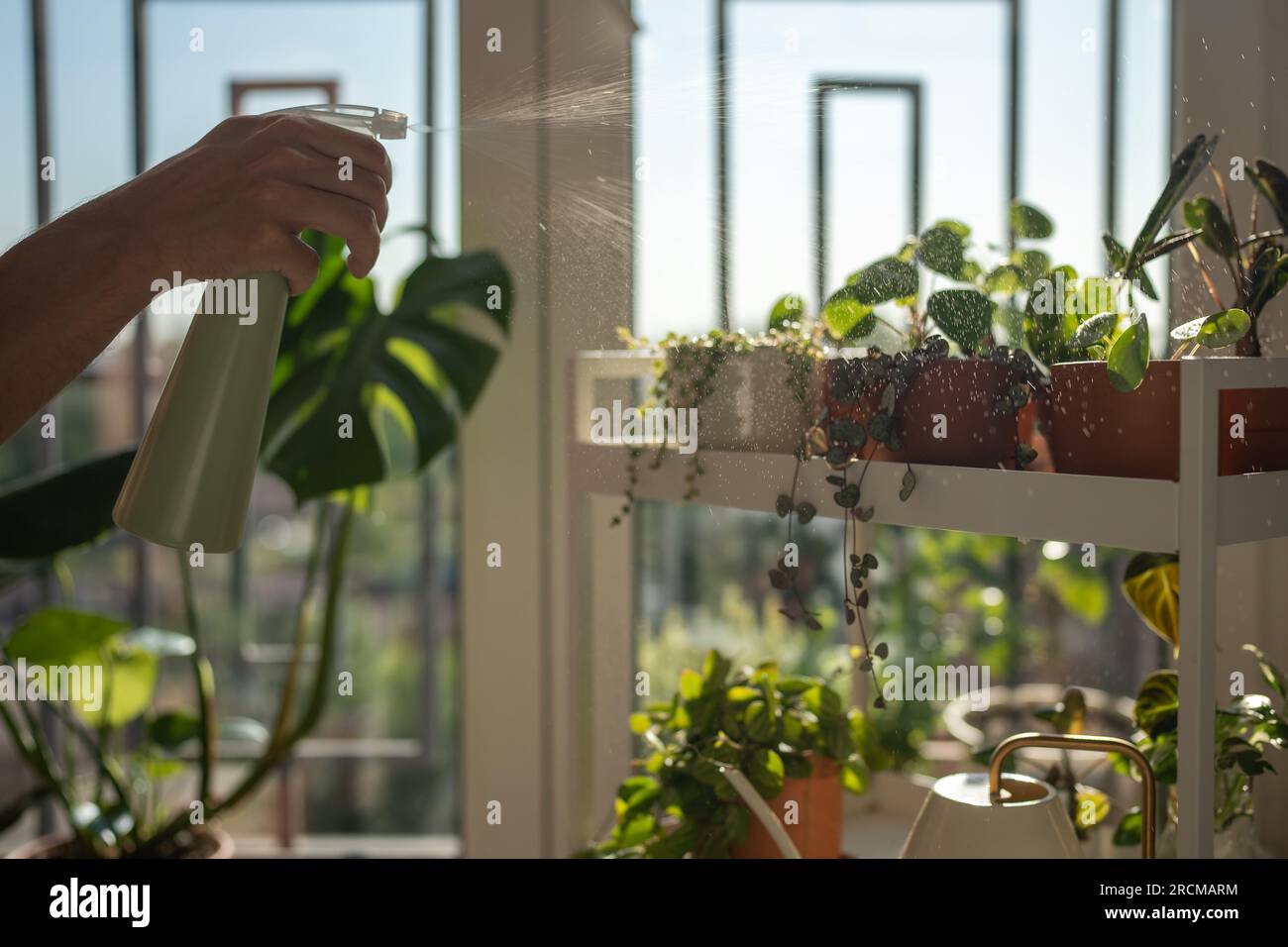 Man spraying sprouts of plant in clay pot moisturizes air surround ...