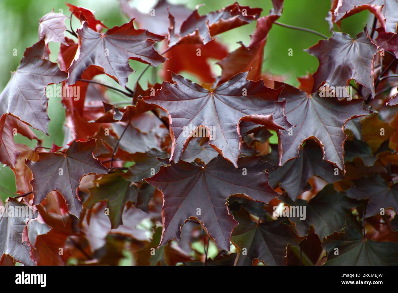 Acer platanoides is Norway Maple Royal red Stock Photo - Alamy