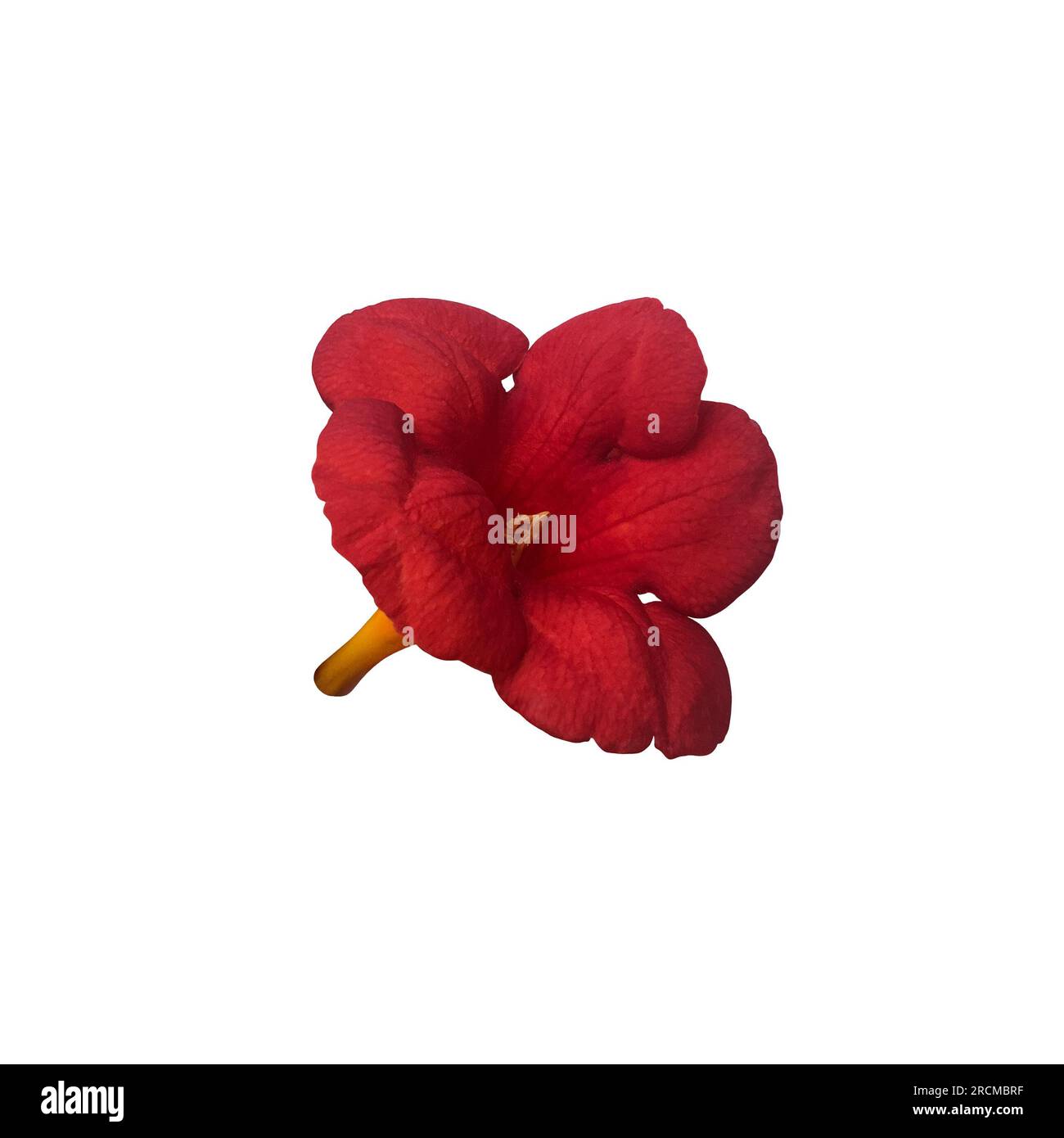 Vine plant flower Cut Out Stock Images & Pictures - Alamy