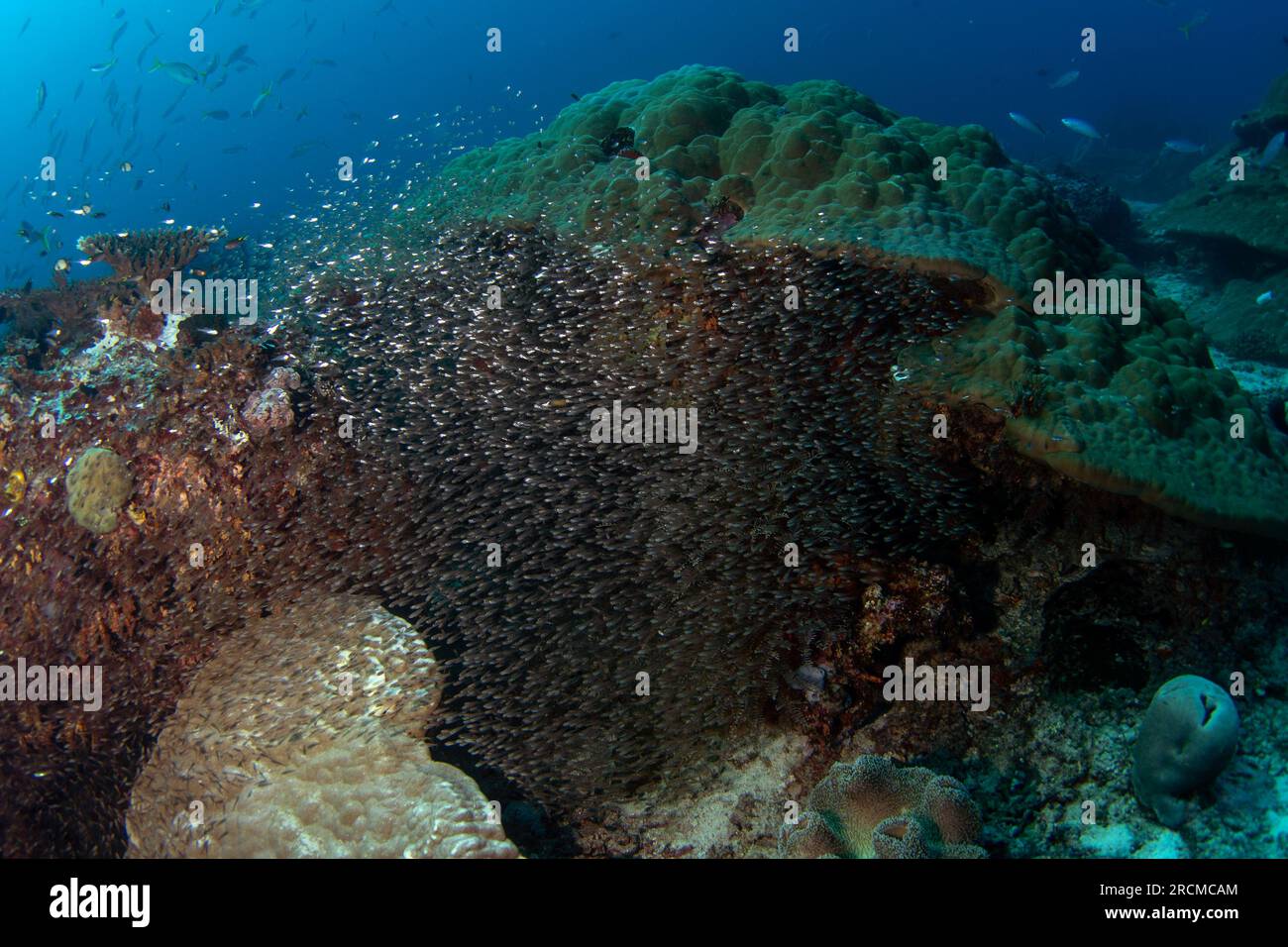 Robust silversides during dive in Raja Ampat. Atherinomorus lacunosus ...