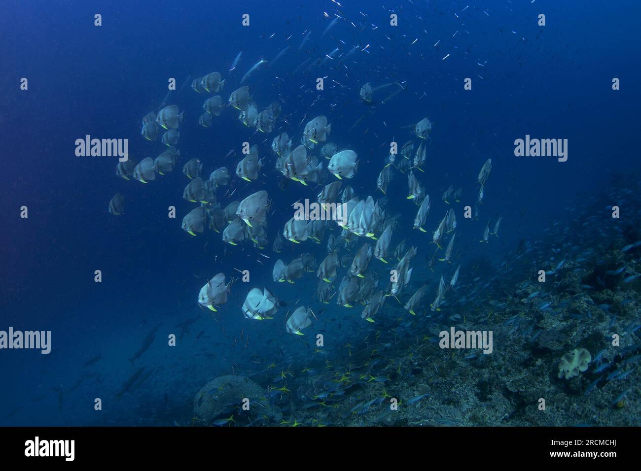 Longfin batfish are swimming in the shoal. Longfin spadefish during ...