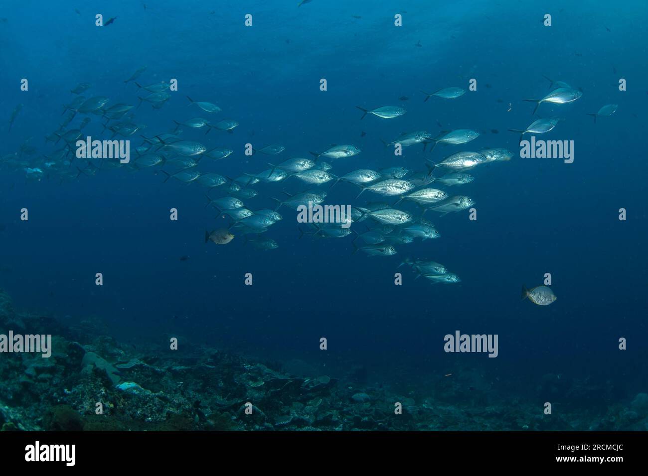 Herring scads during dive in Raja Ampat. Alepes vari are swimming in ...