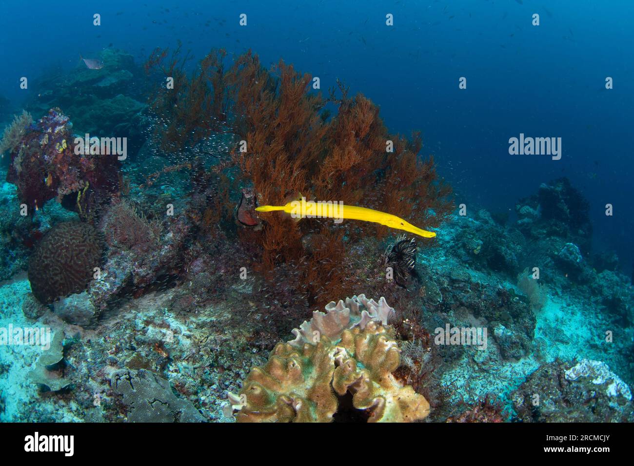 Chinese trumpetfish is hunting near the coral. Aulostomus chinensis ...