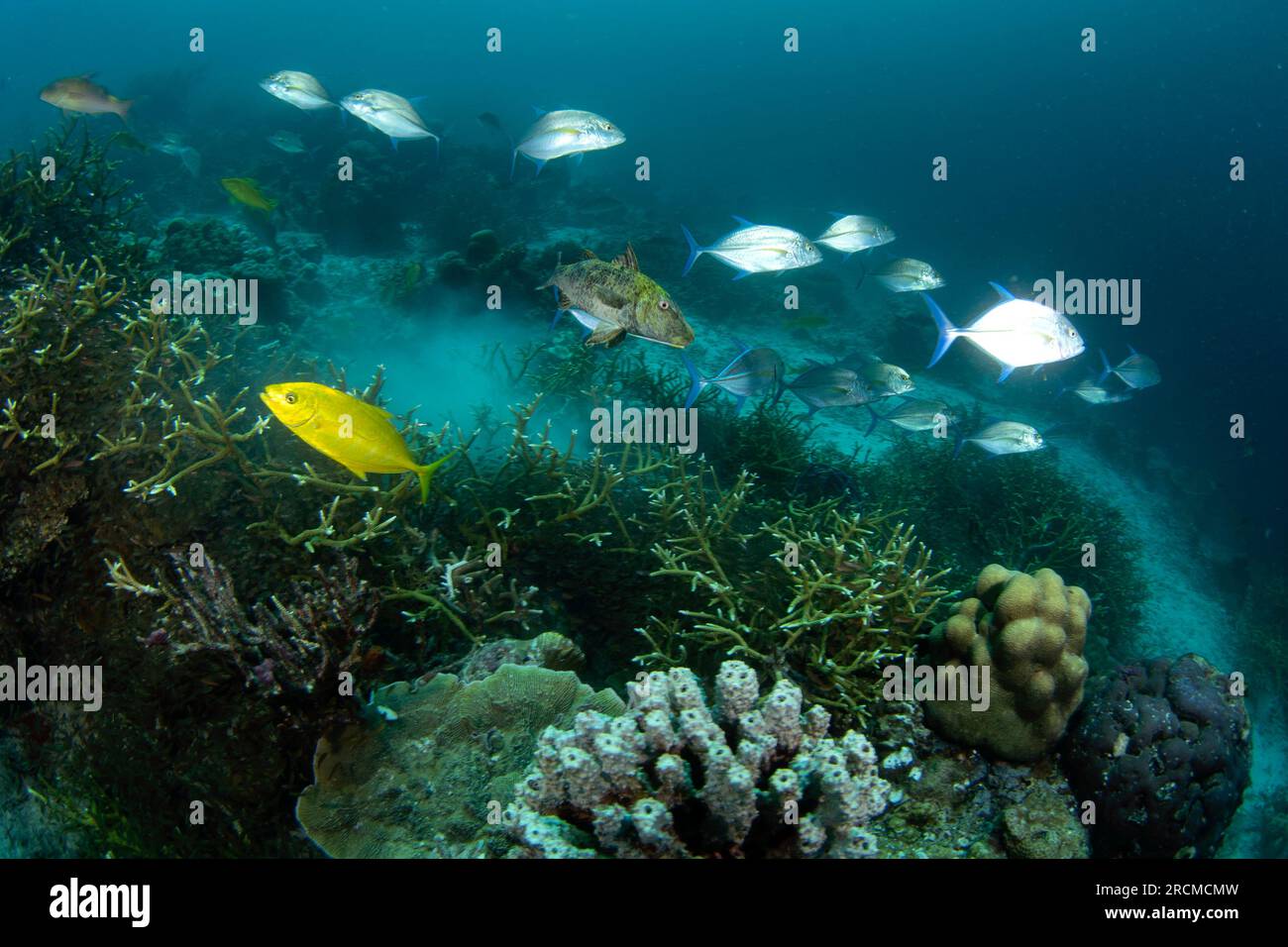 Goatfish among the yellow spotted trevally are feeding on the sea bed ...