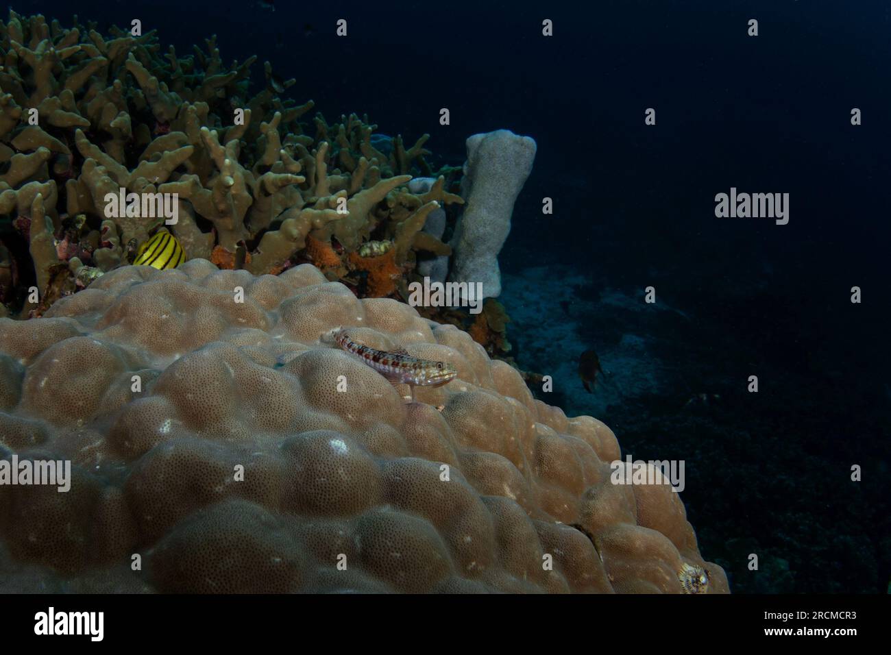 Variegated lizardfish is lying on the seabed. Synodus variegatus during ...