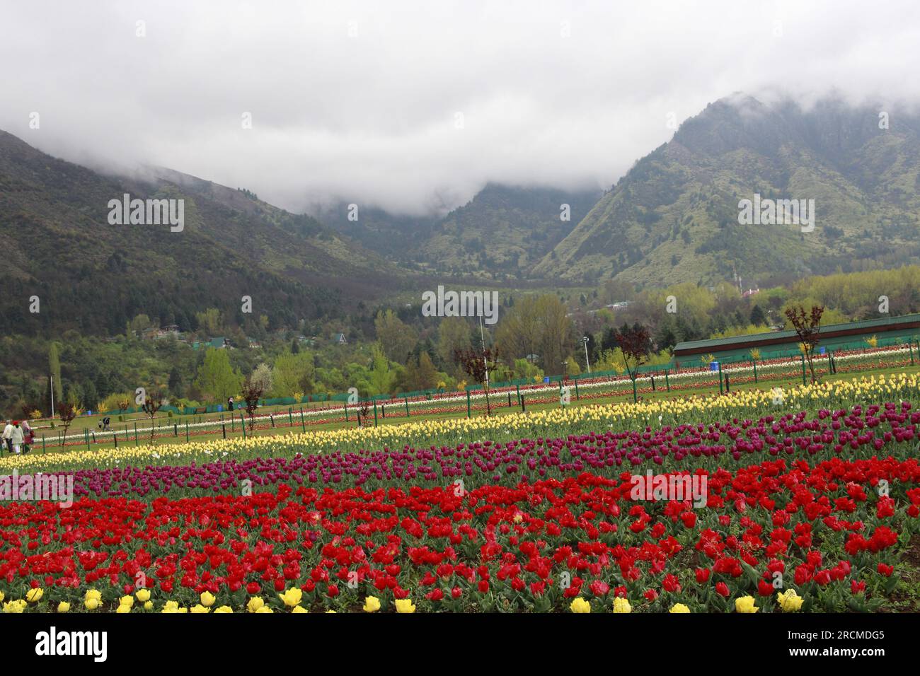 Tulip flower and Tulip festival in Kashmir. Beautiful wall mounting ...