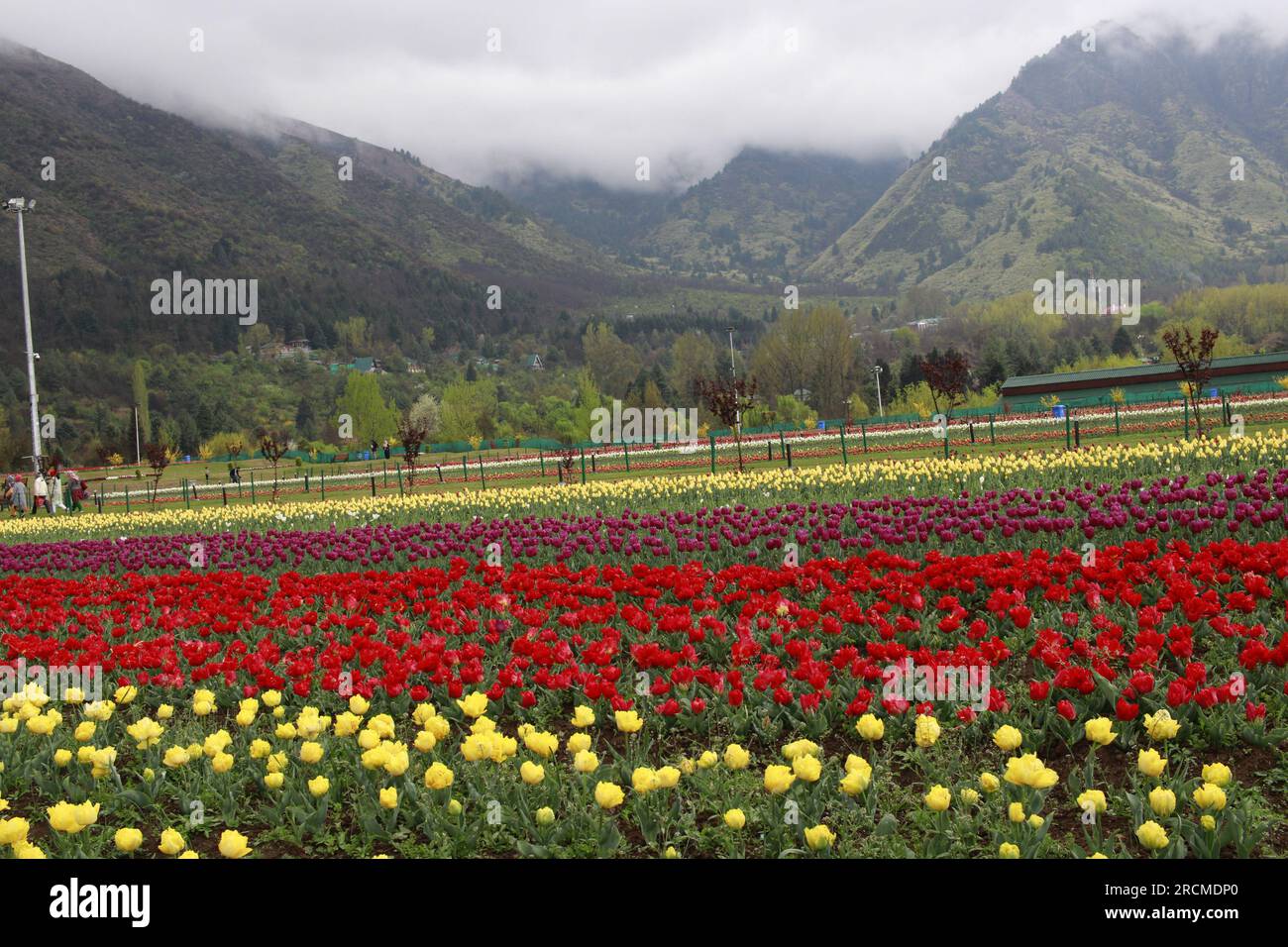 Tulip flower and Tulip festival in Kashmir. Beautiful wall mounting ...