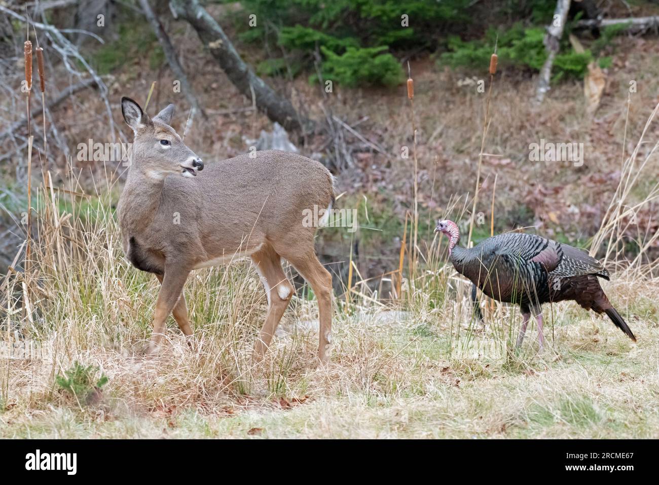 White-tailed Deer (Odocoileus virginianus) and Wild Turkey Tom ...